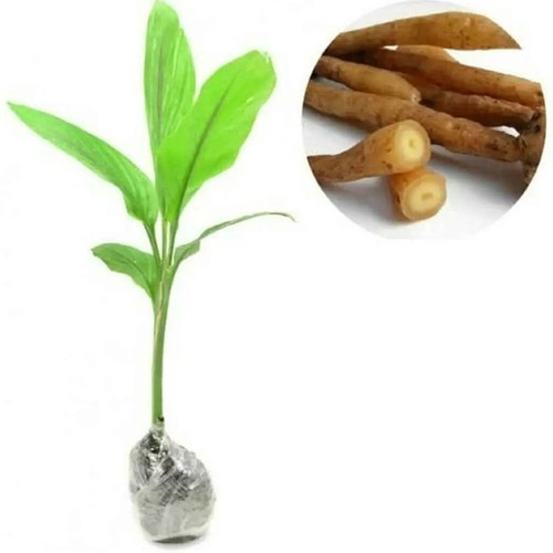 Jual Bibit tanaman Herbal Pohon Temu Kunci Berkualitas unggul | Shopee ...