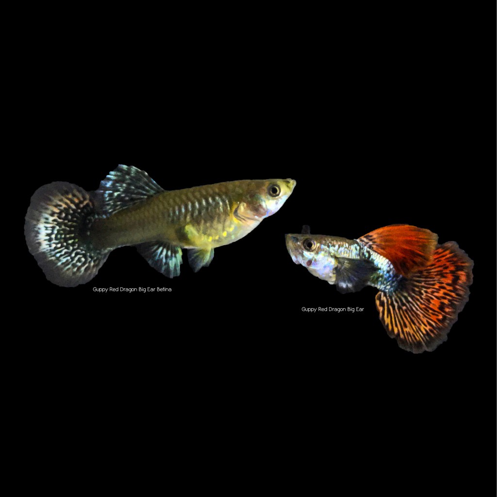 Jual Guppy Red Dragon Big Ear / Ikan Hias Air Tawar Aquascape | Shopee Indonesia