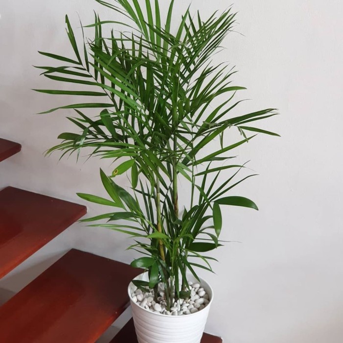Jual Tanaman Hidup Indoor Palem Bambu Komodoria - Tanaman Hias Pohon ...