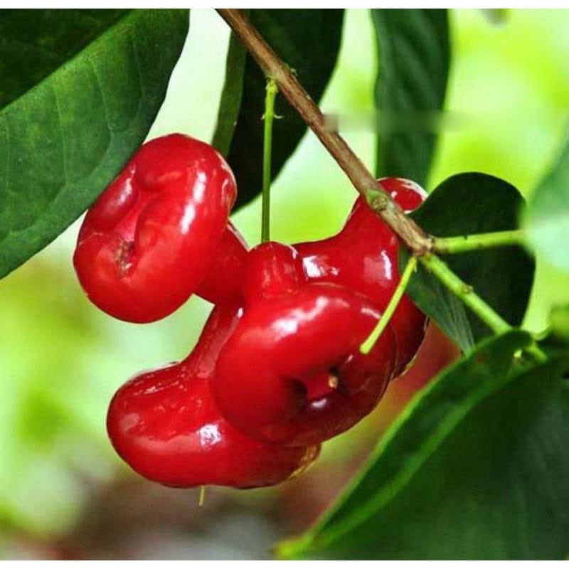 Jual Bibit Jambu Air Kancing Merah | Shopee Indonesia