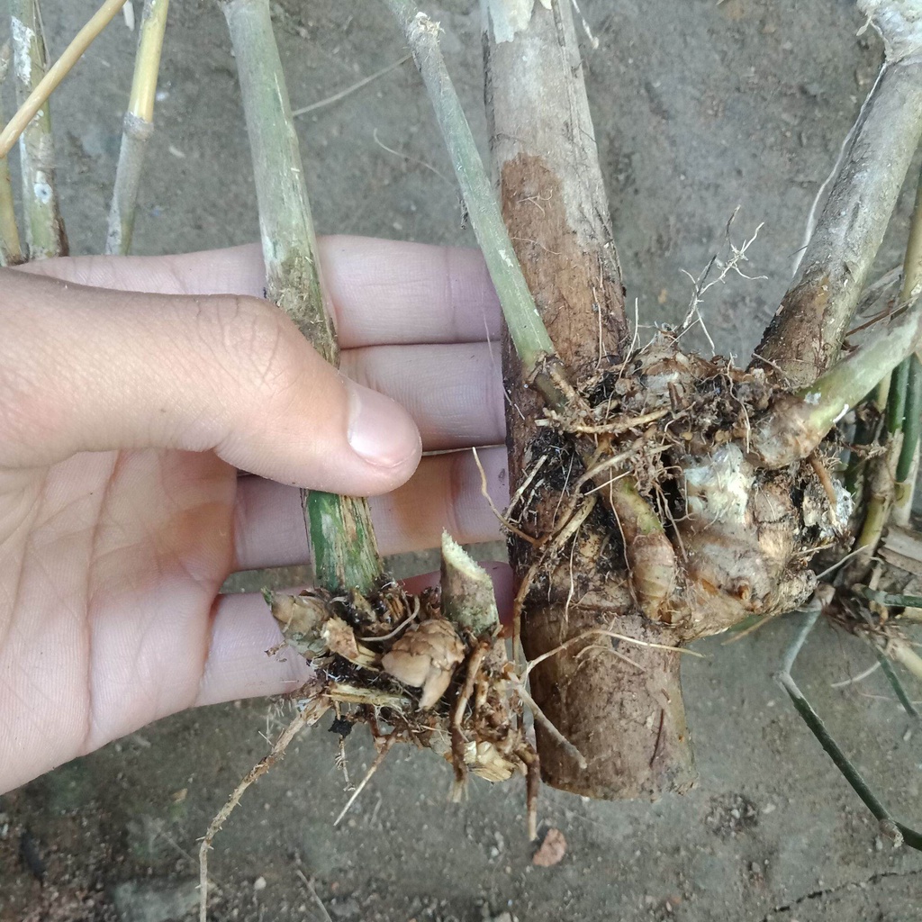 Jual BIBIT Bambu petung bambu bitung siap tanam | Shopee Indonesia