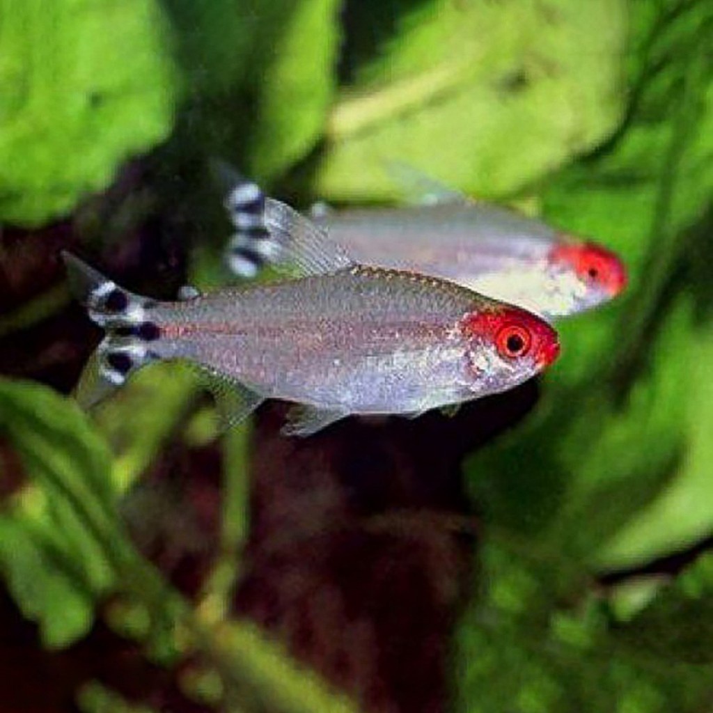 Jual Ikan Red Nose Tetra / Ikan Hias Air Tawar / Ikan Hias Aquascape ...