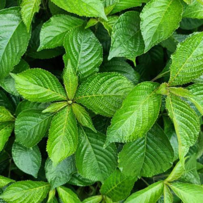 Jual Daun Keji Beling atau daun Pecah beling kibeling Segar 500gram ... Jual Daun Keji Beling atau daun Pecah beling kibeling Segar 500gram ...