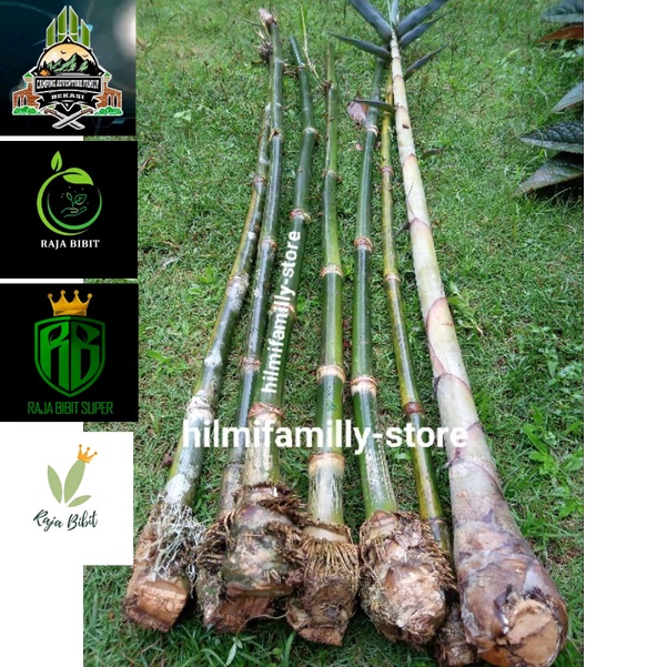 Jual Promo BIBIT BAMBU BETUNG JUMBO BERAKAR Panjang 1 meter. Bibit ...