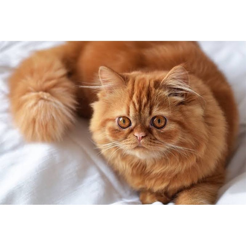 Jual Jual Adopsi Kucing Persia Peak Nose Jantan 11 bulan | Shopee Indonesia