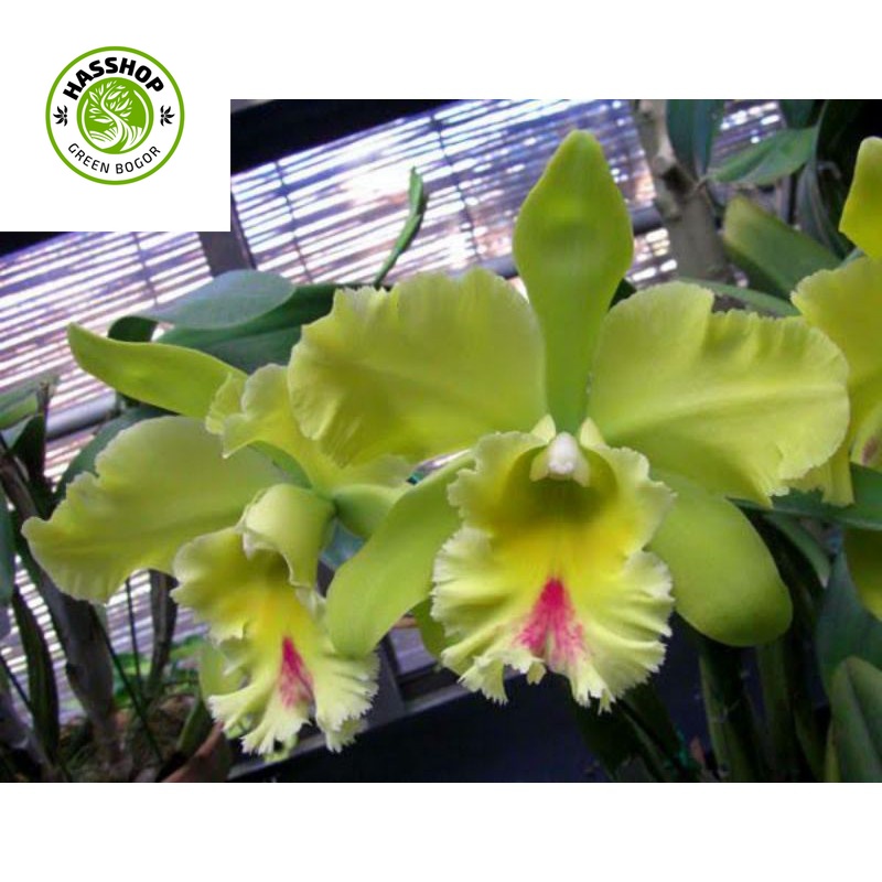 Jual Promo!!! BISA COD Anggrek Cattleya Magic Meadow Napoleon | Shopee ...