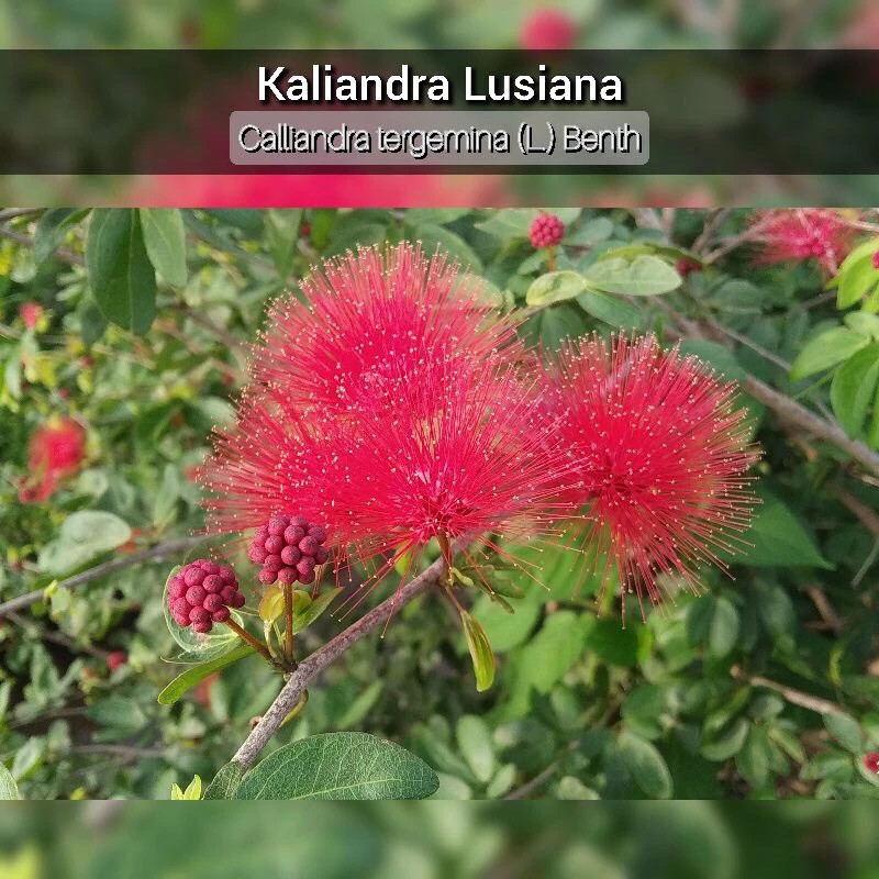 Jual Tanaman Hias Bunga Kaliandra Merah | Tanaman Hias Rajin Berbunga ...