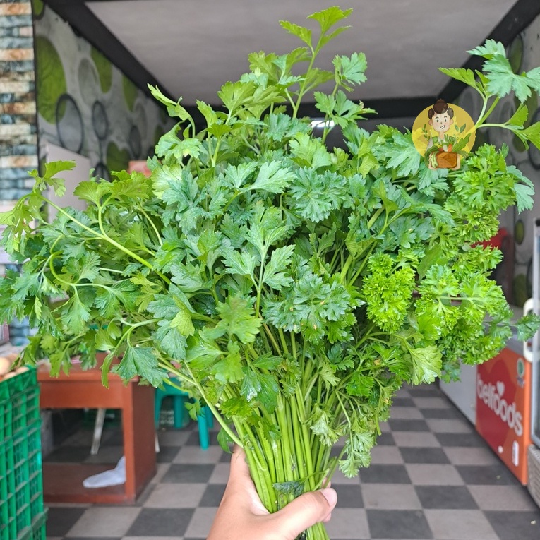 Jual Daun Petercelly / Daun Parsley / Daun Peterceli 50gr | Shopee ...