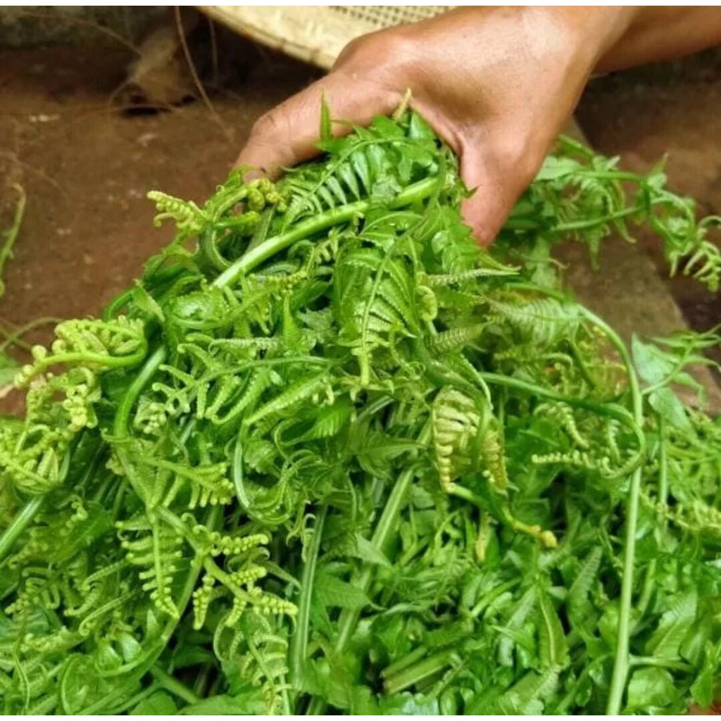 Jual Daun Pakis sayur segar 1kg | Shopee Indonesia