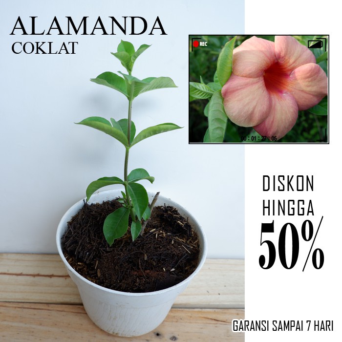 Jual Tanaman Bunga Merambat Alamanda (Allamanda cathartica) Rimbun ...