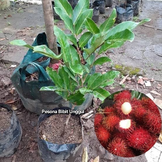 Jual Bibit Rambutan Parakan Okulasi | Shopee Indonesia