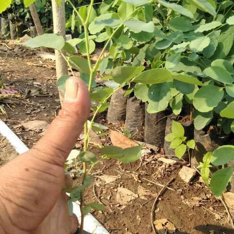 Jual Bibit Tanaman Pohon Sonokeling, Kayu Sonokeling | Shopee Indonesia