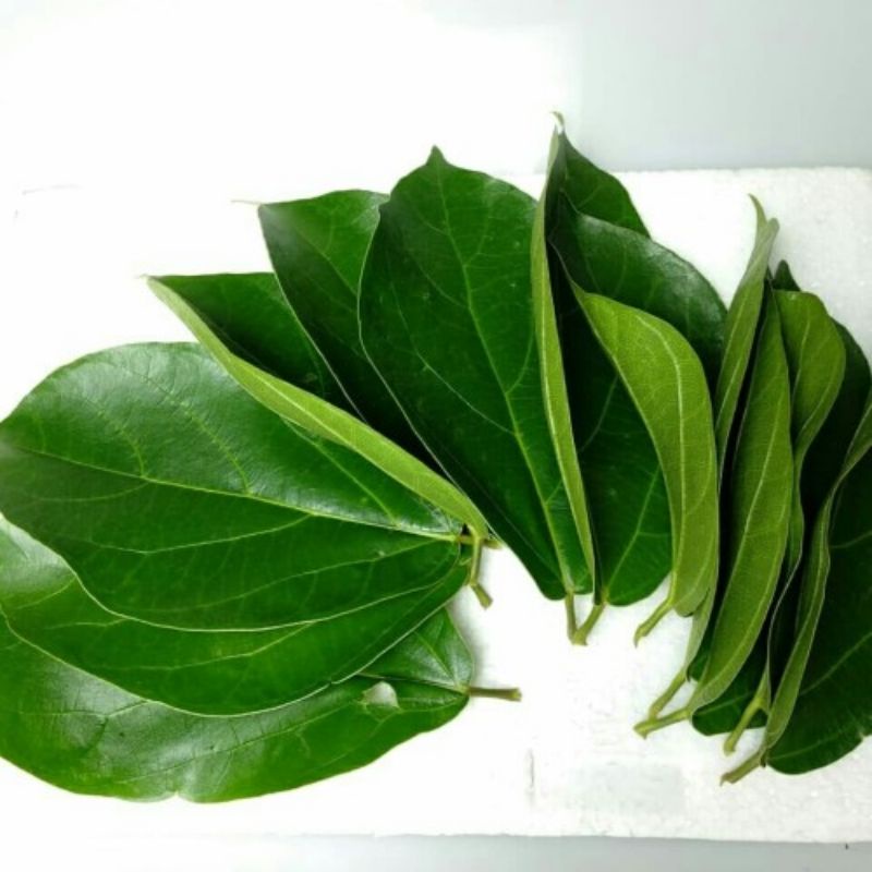 Jual Daun cincau segar 500 gram | Shopee Indonesia