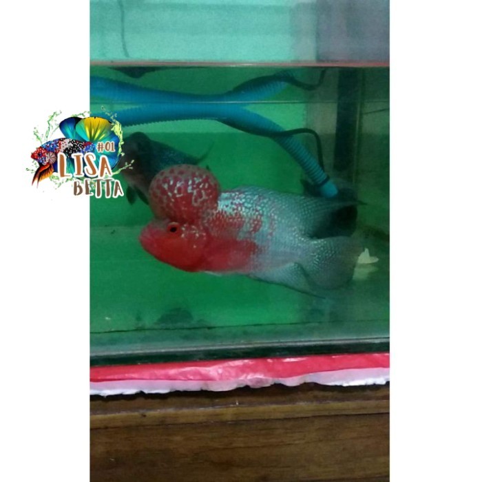 Jual hiasan aquarium Ikan louhan lohan SRD GEN ORI burayak 2 3 cm BELI ...