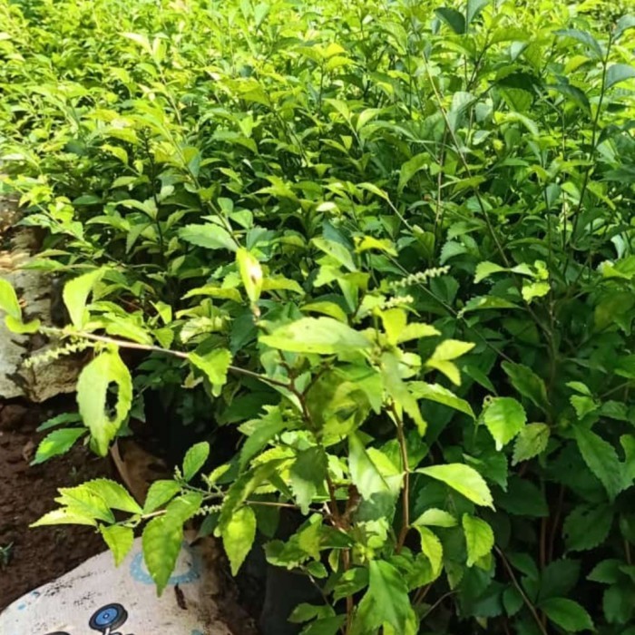 Jual Tanaman hias pohon tetehan untuk pagar rumah ..... | Shopee Indonesia