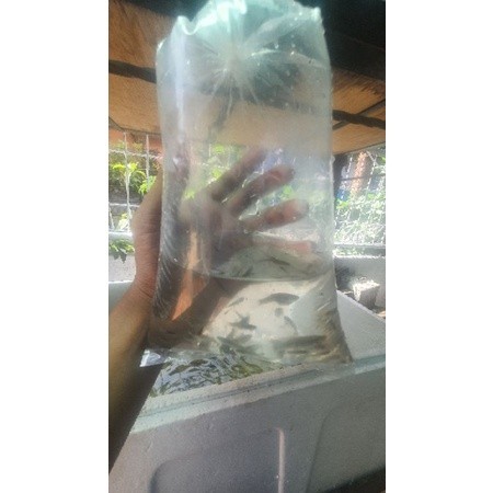 Jual ikan cere atau impun untuk pakan hidup ikan aquarium dan aquascape ...