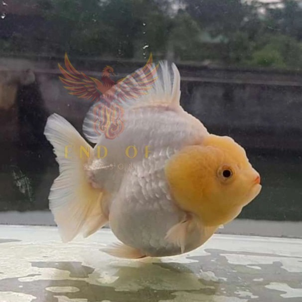Jual Kebutuhan aquarium Ikan Mas Koki Baby Oranda Super Bagong Grade ...