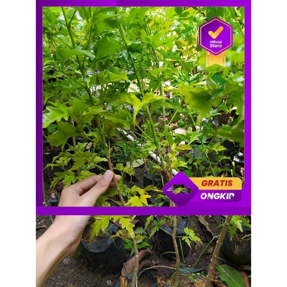 Jual Bibit tanaman pohon Cendana Bali Cendana wangi pohon kayu Cendana ...