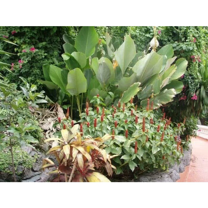 Jual Jual tanaman pacing pentul bunga merah | Shopee Indonesia