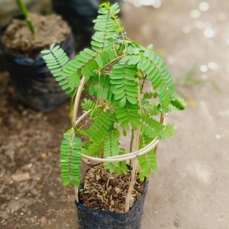Jual ( TERMURAH) Tanaman Daun Saga - Bibit Tanaman Hidup Herbal Daun ...
