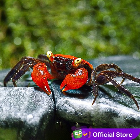 Jual Kepiting Red Apple Aquascape / Red Apple Crab / Metasesarma Aubryi ...