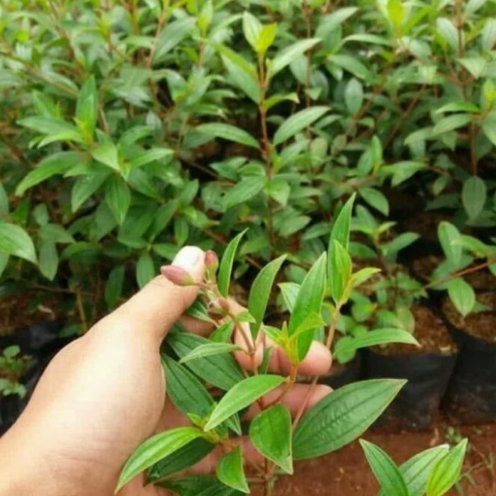 Jual Bibit Tanaman Pohon Senggani Senduduk Harendong | Shopee Indonesia