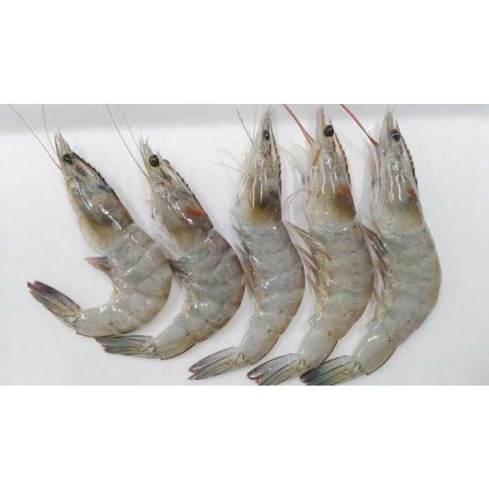 Jual Udang vaname Utuh - Udang Vaname 1kg | Shopee Indonesia