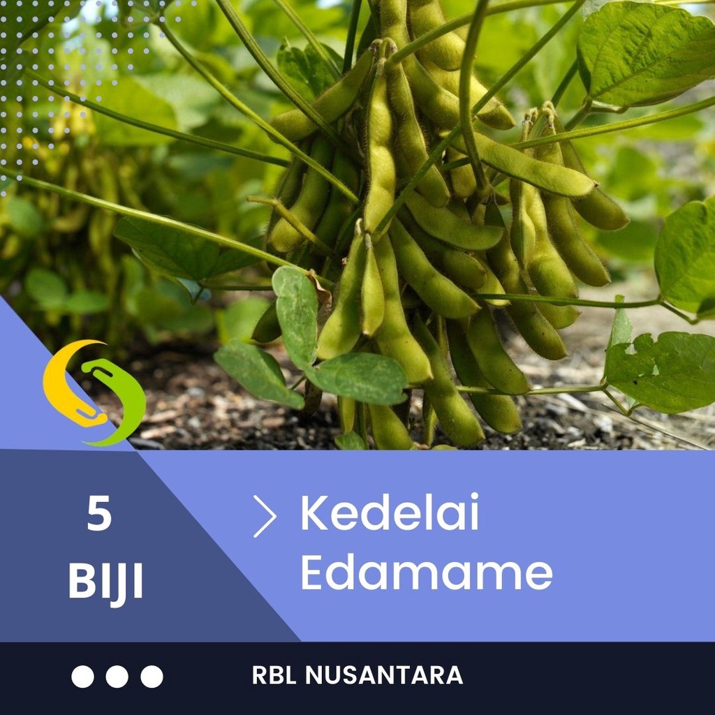 Jual 5 Benih Kedelai Edamame Kualitas Unggul | Shopee Indonesia