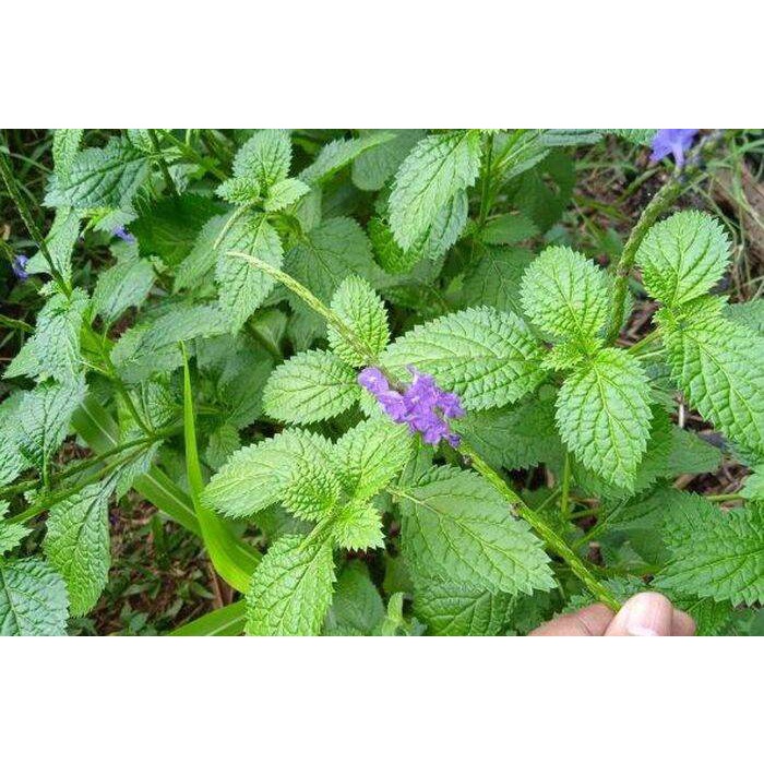 Jual Daun pecut kuda 1kg/daun jarong/tanaman pecut kuda | Shopee Indonesia