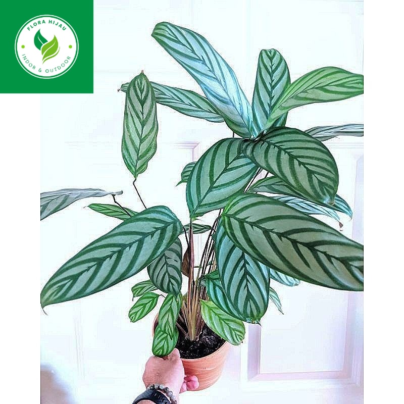 Jual ~ ( BISA COD ) TERMURAH Tanaman Hias Calathea Ctenanthe Setosa ...