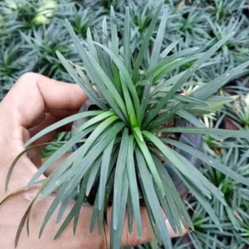 Jual Tanaman Hias Rumput Kucai Mini | Tanaman Hias Jampang Daun Hijau ...