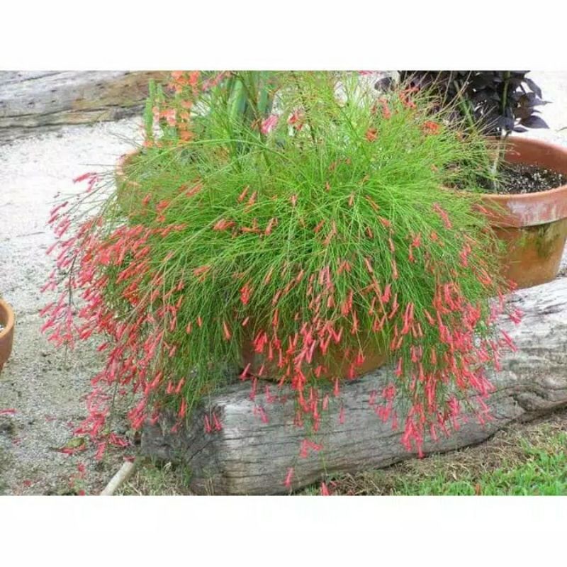 Jual tanaman hias berbunga air mancur bunga merah (russelia ...