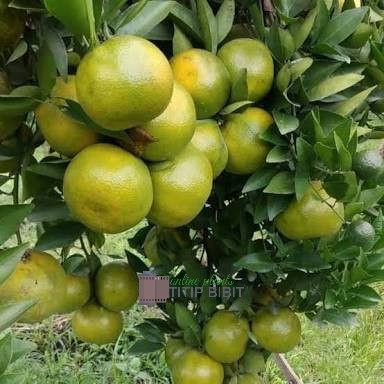 Jual jeruk siem madu (Citrus tangerina) bibit tanaman buah tambulampot | Shopee Indonesia