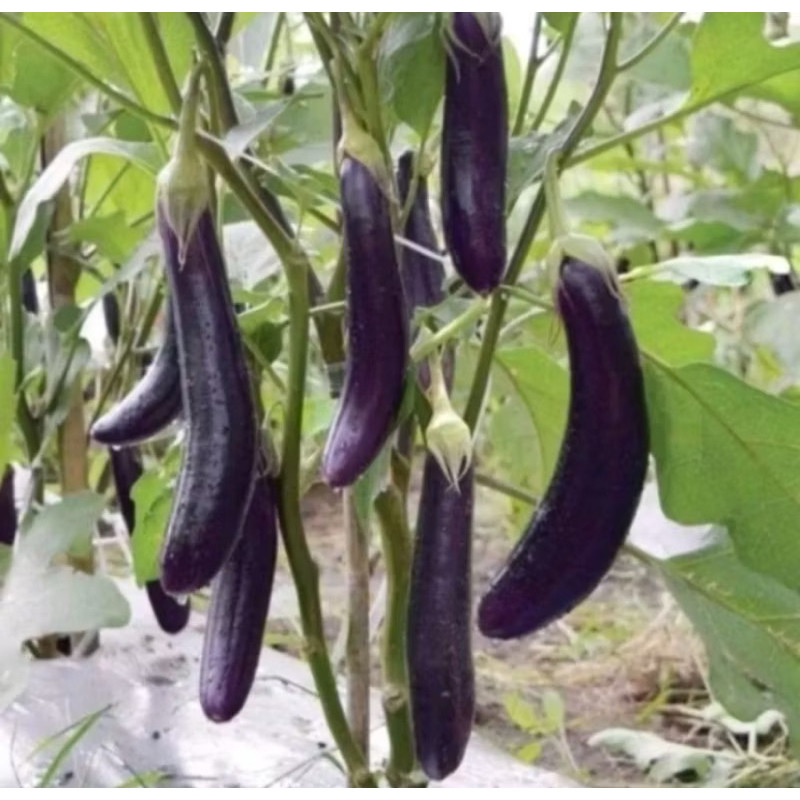 Jual 100 BENIH TERONG UNGU F1 PANJANG DAN MUDAH TUMBUH (B.B.19) | Shopee Indonesia