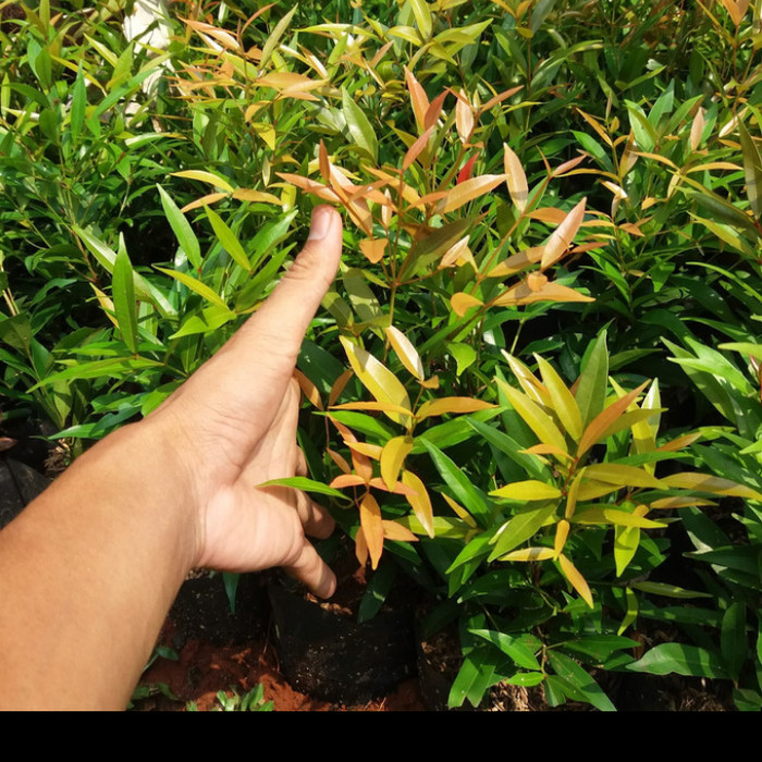 Jual Bibit Bunga Pucuk Merah 30cm | Shopee Indonesia