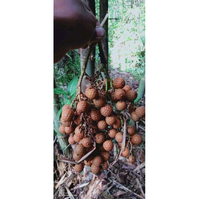 Jual buah biji rotan / hoe langka 1 kg | Shopee Indonesia