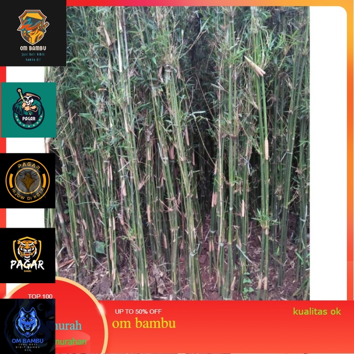 Jual bambu cina tanaman bambu cina tanaman hias bambu cina bambu cina ...