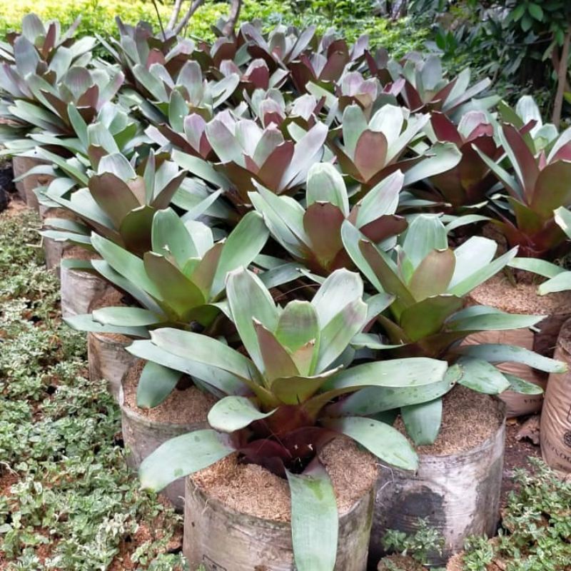 Jual ( TERMURAH) Tanaman Hias Bromelia Giant Bromelia Besar Jumbo ...