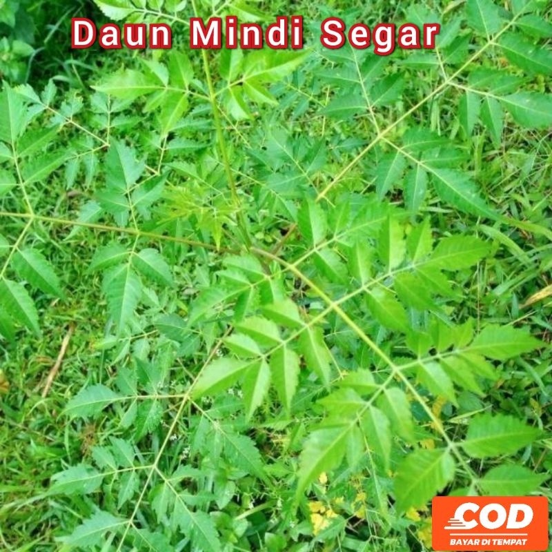 Jual Daun Mindi/Mimba Segar 1 Kg | Shopee Indonesia