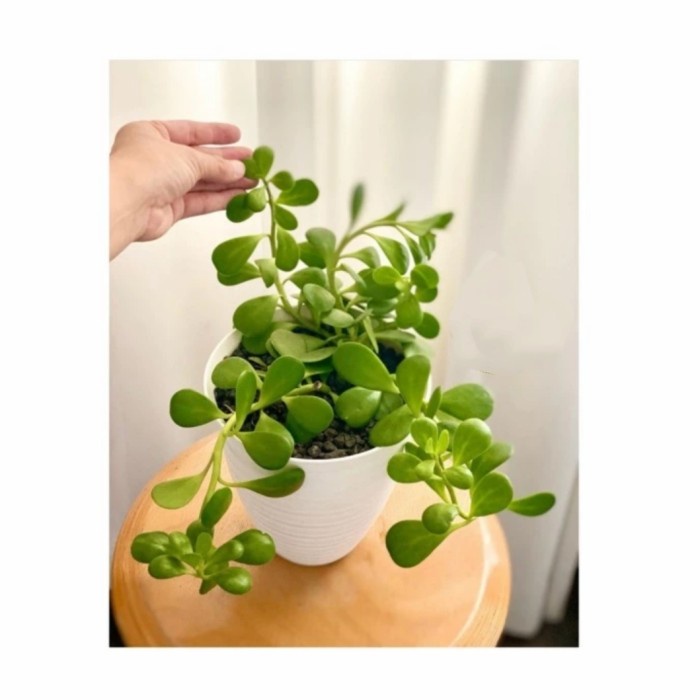 Jual TANAMAN HIAS JADE PLANT JUNTAI / CRASSULA OVATA RIMBUN INC POT ...