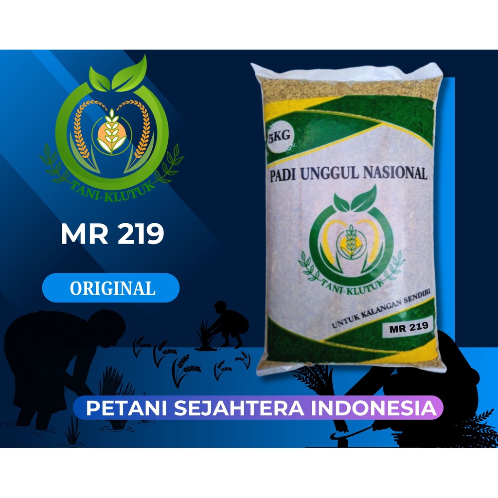 Jual benih padi mr 219 5kg | Shopee Indonesia