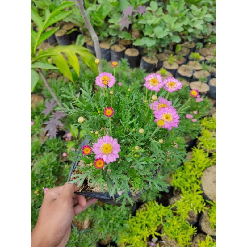 Jual Tanaman Hias Bunga Daisy Cosmos | Bunga Kenikir Cosmos Berwarna ...