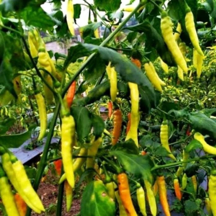Jual 150+ Benih Cabe Rawit Setan Merunduk Super Mudah Tumbuh JAWI ...