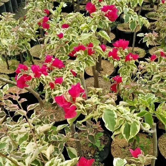 Jual Tanaman Bougenville Merah Variegata Bunga Kertas Shopee Indonesia