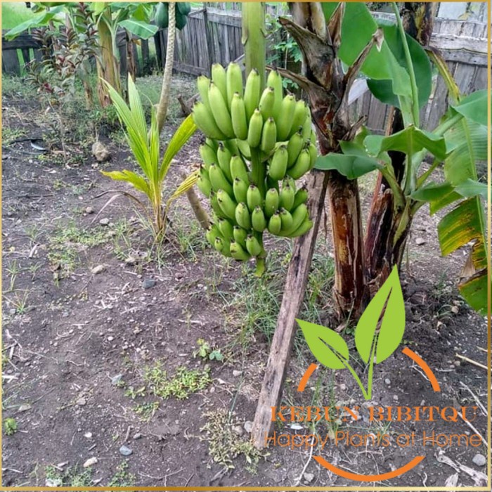 Jual Bibit pisang raja super pendek buah Kebun Bibitqu | Shopee Indonesia
