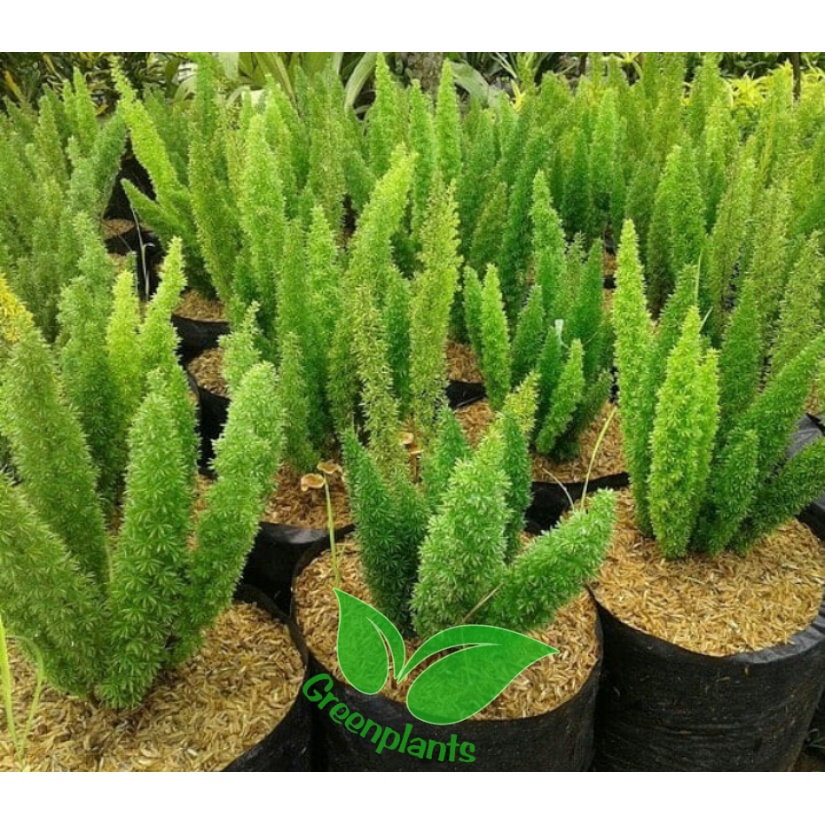 Jual Tanaman murah - Tanaman Hias Ekor Tupai Rimbun - Tanaman Asparagus ...