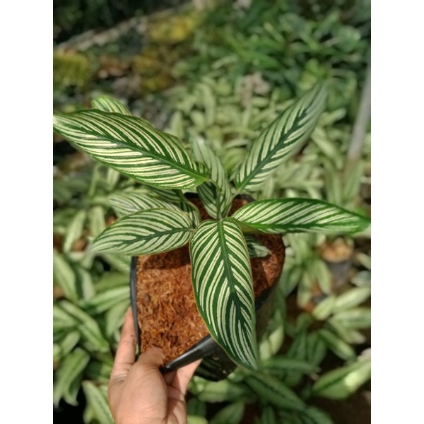 Jual CALATHEA MARANTA VITATA - Tanaman Hias Calathea Maranta Vitata ...