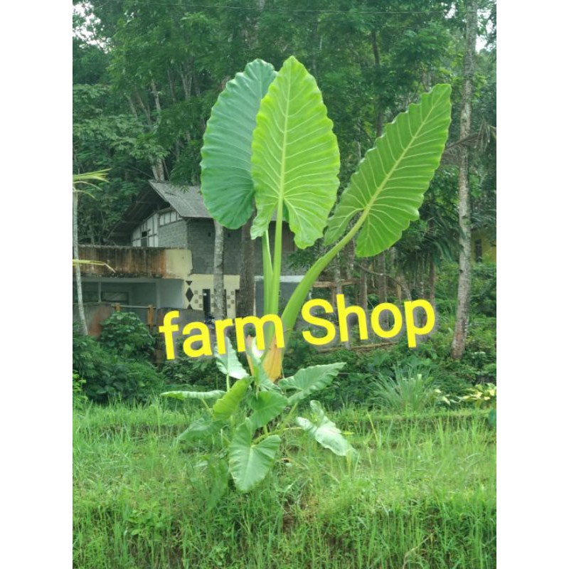 Jual HK- Bira - talas Sente - alocasia macrorrhizos - tanaman hias ...