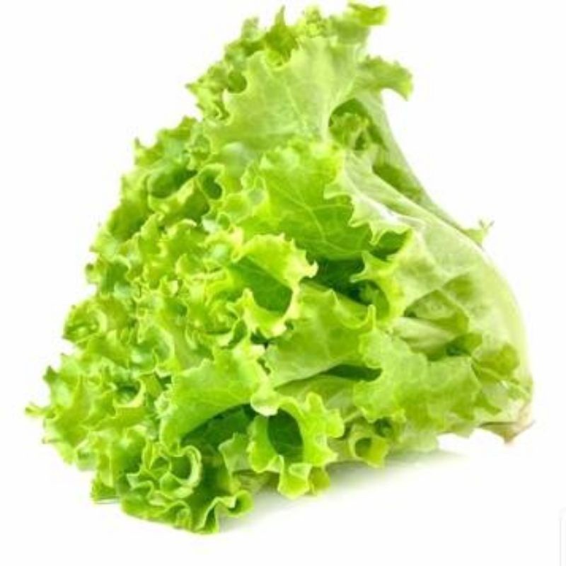 Jual Lettuce / Selada Keriting | Shopee Indonesia
