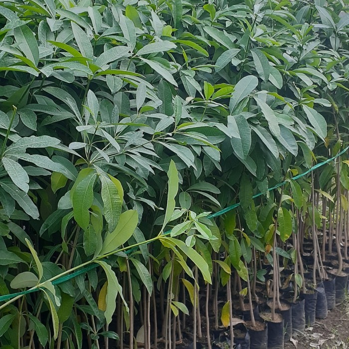Jual Bibit Pule Ukuran 150 Cm Batang Besar | Bibit Pohon Pule ...